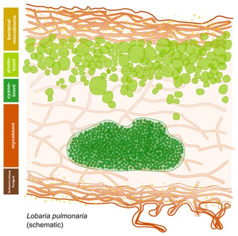 Lichen Cross Section