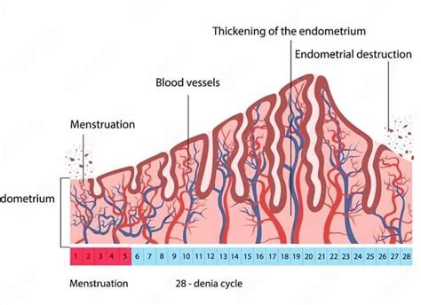 Normal Endometrial Thickness In Periods And Pregnancy