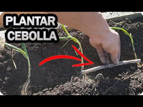 Cómo Plantar Cebollas En El Huerto Guía Paso A Paso Para Cultivar