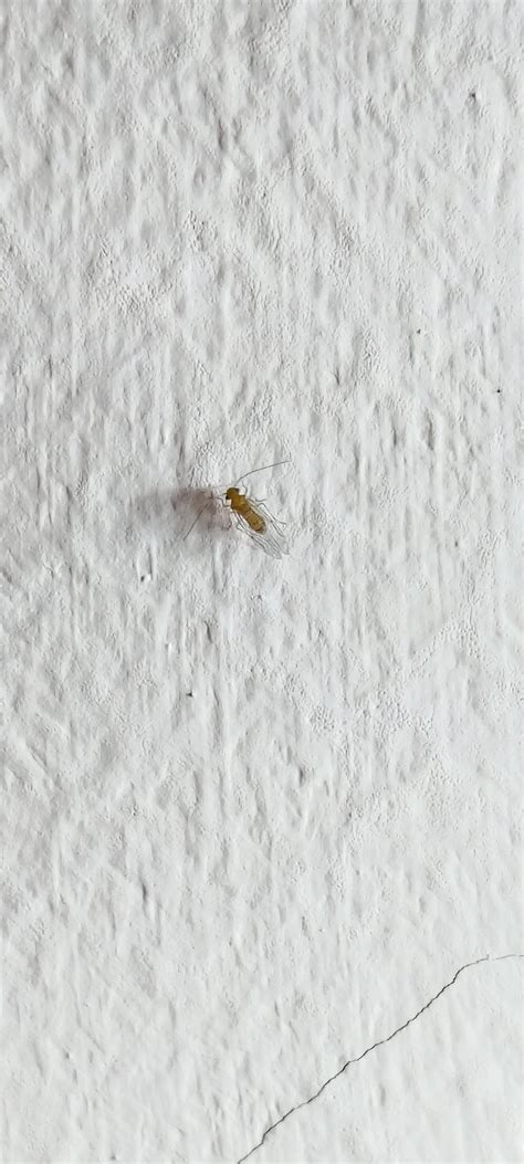 Very Small Fly Like Rwhatsthisbug