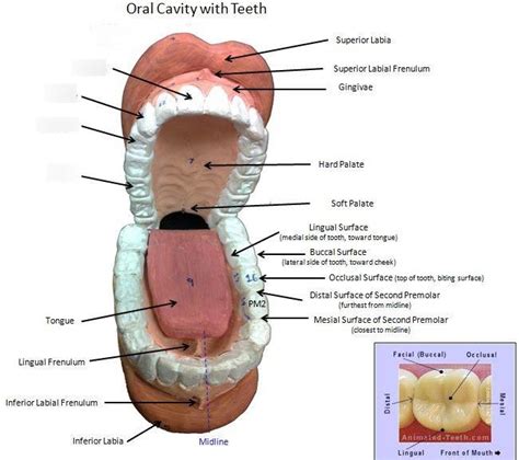 Teeth Diagram Quizlet