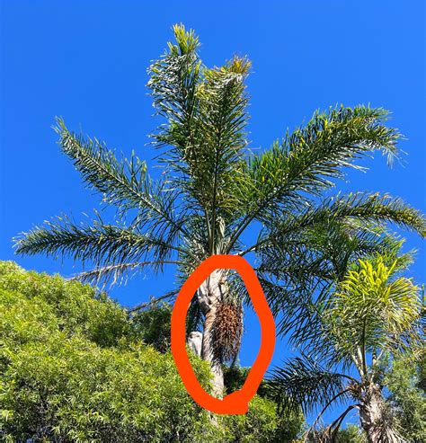 Names Of Palm Plants Poisonous Poisonous Plants In Your Florida