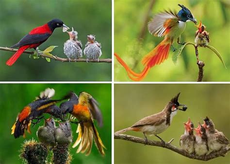 بر الوالدين حتى عند الطيور شاهد بعض أنواع الطيور التي تعتني بآبائهم