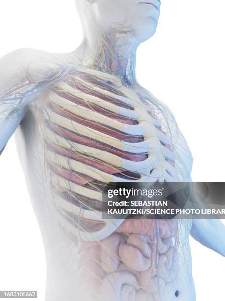Torso Anatomy Illustration High Res Vector Graphic Getty Images