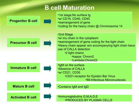 Lymphocyte Production And Maturation Ppt