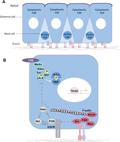 Yap And Taz In Epithelial Stem Cells A Sensor For Cell Polarity
