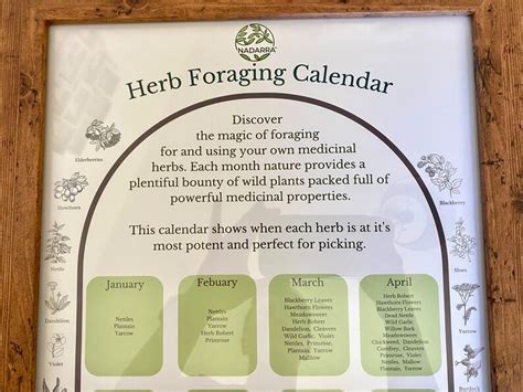 Herb Foraging Calendar A3 Poster Etsy