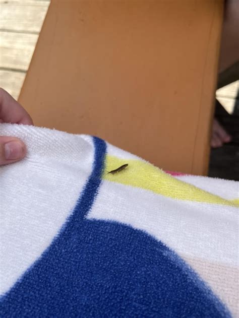 Ocean Bugs Rwhatsthisbug