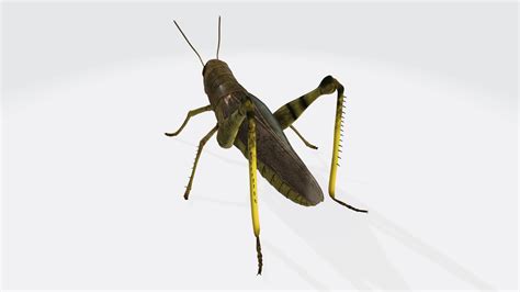 Grasshopper Animal 3d Model By Lisahenniga