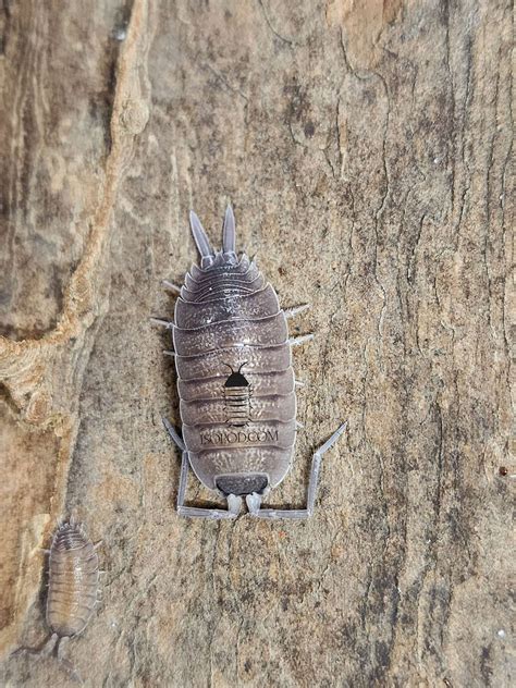 Porcellio Isopodmedia4f87a2