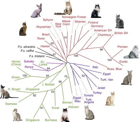 Maine Coon History Origin Story Facts Myths Maine Coon History Origin Story Facts Myths
