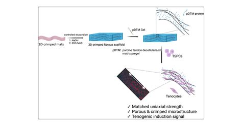 Tendon Decellularized Matrix Modified Fibrous Scaffolds With Porous And