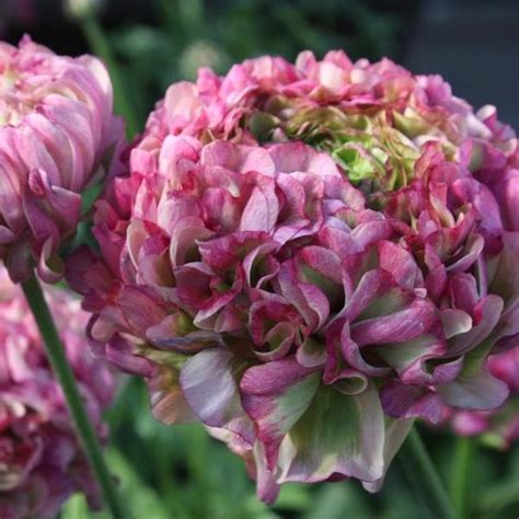Italian Ranunculus Bulbs For Sale Online Cloni Pon Pon Malva