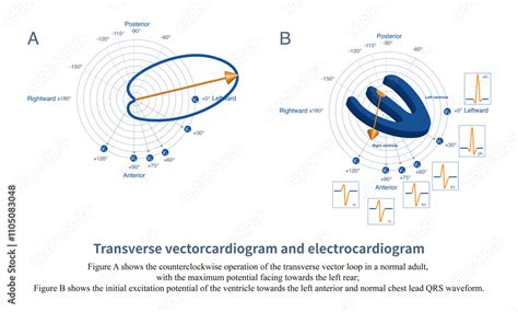 The Transverse Vectorcardiogram Generates A Chest Leads