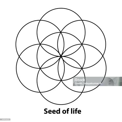 Flower Of Life Seed And Egg Of Life Development Geometrical Figures