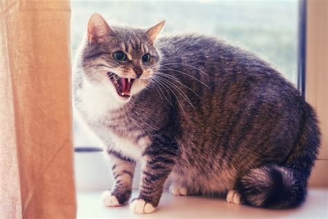 Aggression In Cats Understanding The Causes And Solutions Just Cats