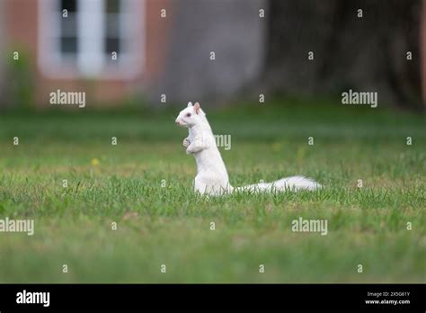 Cute White Squirrel In Green Grass On Its Hind Legs And Looking Around In The City Park In Olney