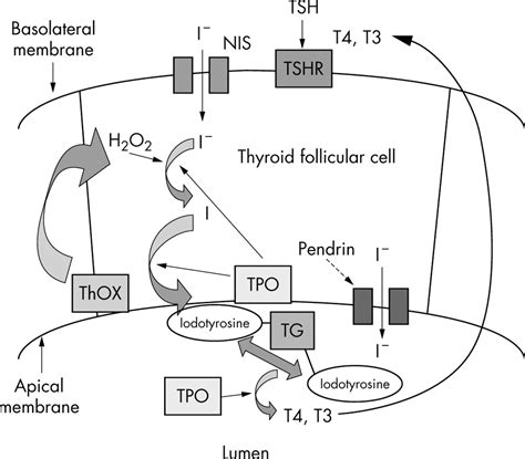 Genetics Of Congenital Hypothyroidism Journal Of Medical Genetics
