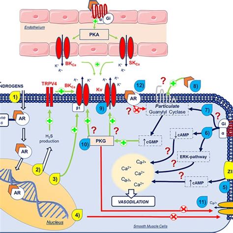 Schematic Representation Of The Overlap Vasodilator Genomic And