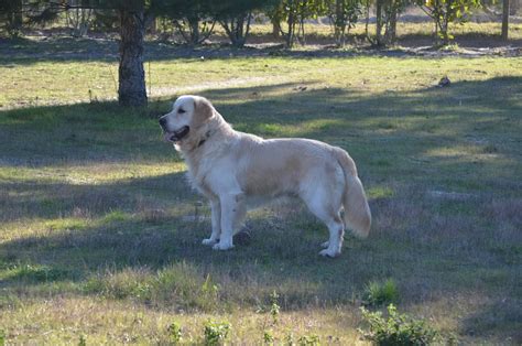 Mateus Rosé Quinta Da Eguada