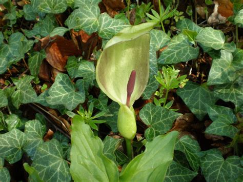 무료 이미지 잎 식물학 관목 유독 한 시클라멘 에어로졸 꽃차례 꽃 피는 식물 아룸 Maculatum 연간