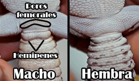 Sexar Geckos Leopardo ¿cómo Saber Si Es Macho O Hembra