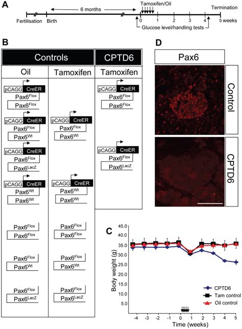 The Developmental Regulator Pax6 Is Essential For Maintenance Of Islet