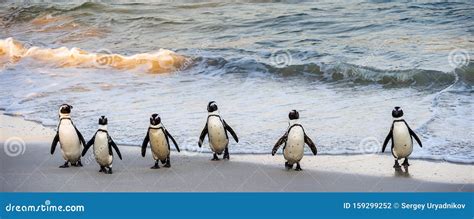 PingÃ¼inos Africanos PingÃ¼ino TambiÃ©n Conocido Como El PingÃ¼ino Jackass PingÃ¼ino Negro Foto