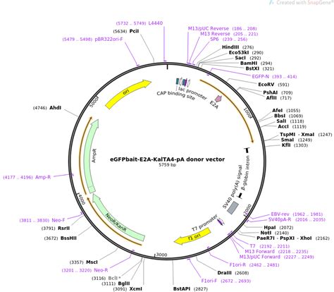 Donor Vector At Collection Of Donor Vector Free For