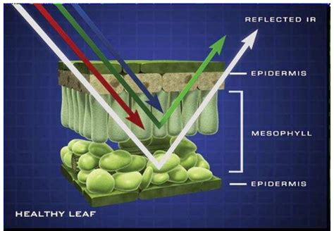 Schematic Diagram Showing Internal Structures Within A Leaf