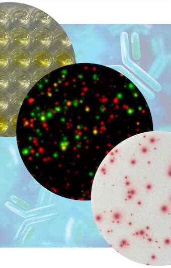 U Cytech Biosciences On Linkedin T Cell Elispot Elisa Fluorospot And