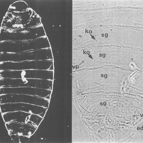 Pdf Double And Triple Mutant Combinations Of Bithorax Complex Of