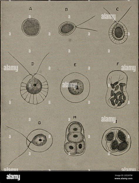 Biology Fig 40—pleurococcus From The Bark Of An Elm Tree In