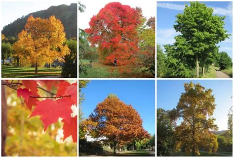5 Usda Zone 4 Shade Trees For Your Garden Or Landscape