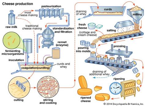 Dairy Product Cheese How To Make Cheese Cheese Making Process Cheese