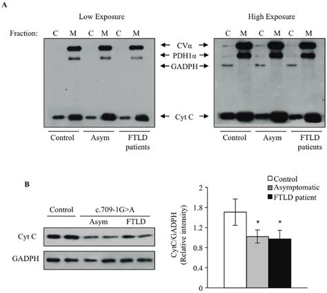 Enhanced Release Of Cytochrome C To The Cytosol In Serum Deprived