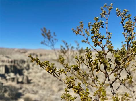 California Desert Plants 🌵 Mammoth California Discovery