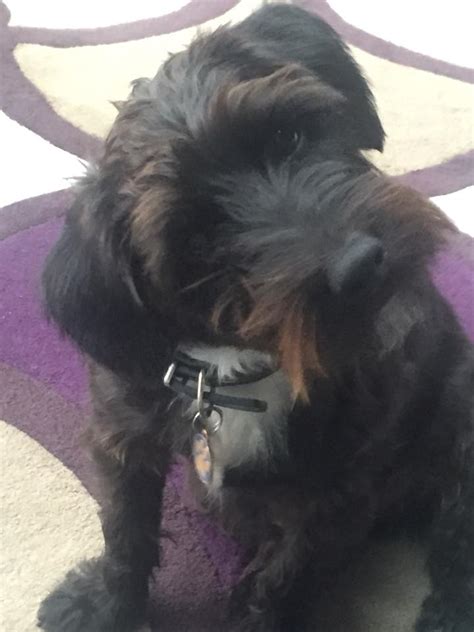 Jackapoo A Hybrid Jack Russell And Poodle Cross