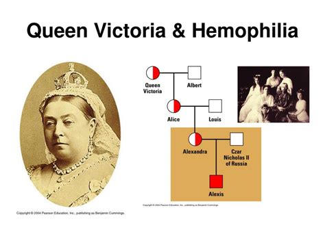 Ppt Biology Chapter 16 Powerpoint Presentation Free Download Id 813973