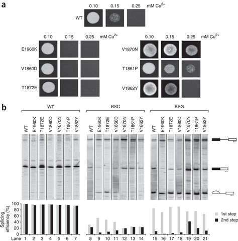 Characterization Of Prp8 Rh Domain Alleles A Spot Assays Showing Bsg