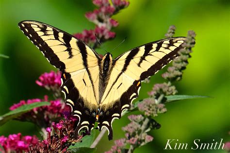 How To Tell The Difference Between A Male And Female Tiger Swallowtail