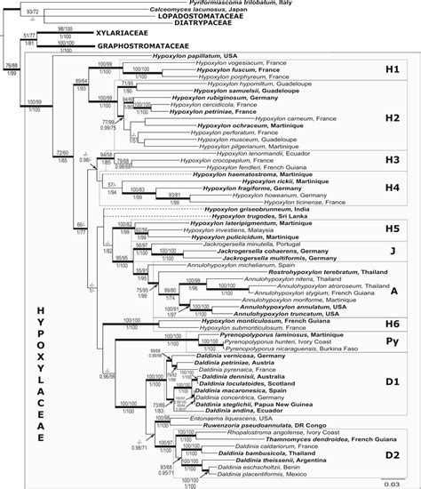 Phylogeny Of The Hypoxylaceae For Details See Legend Of Fig 1