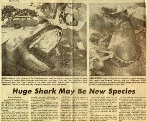 Hawaiʻi Sharks Discovering Megamouth