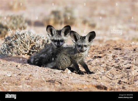 Bat Eared Fox Puppies At Its Den Staring Into The Camera Close Up Kgalagadi South Africa Stock