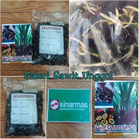 Bibit Benih Kecambah Sawit Damimas Sinarmas Kualitas Unggul Lazada