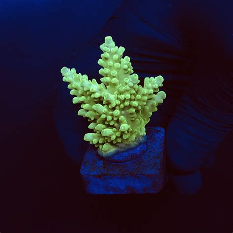 Austera Banana M Ocyan