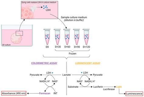 Development And Optimization Of A Lactate Dehydrogenase Assay Adapted