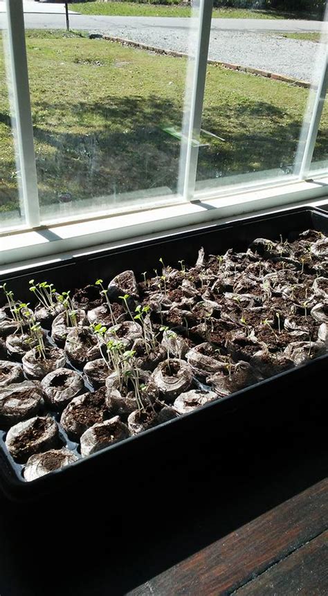 Starts For The Mr Maths Class Scott Elementary School