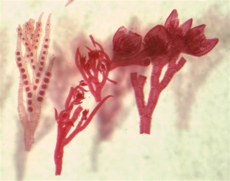 Polysiphonia Slide Labeled