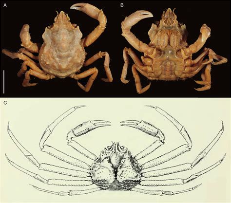 Decapoda Anatomy